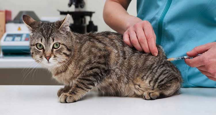 Ушной клещ у кошек — Как лечить, Профилактика отодектоза