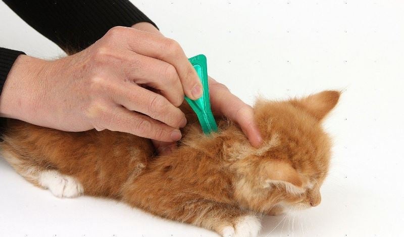 Глисты У Кошек — Как Вывести, Признаки, Чем лечить